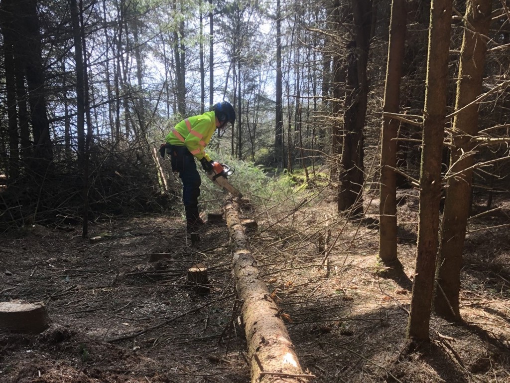 #NAW2025: Myerscough to launch new innovative forestry apprenticeship