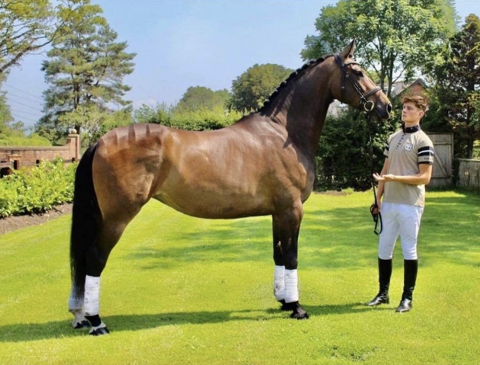 Level 1 BHSQ Diploma Work Based Horse Care
